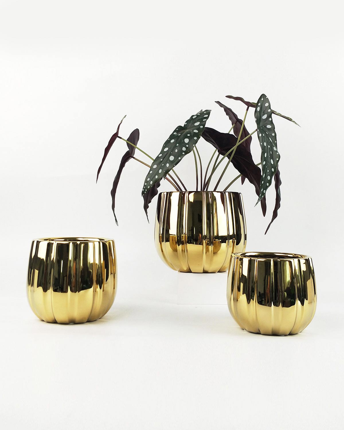 Pots & Planters - Page 4 of 4 - Chelsea Chelsea