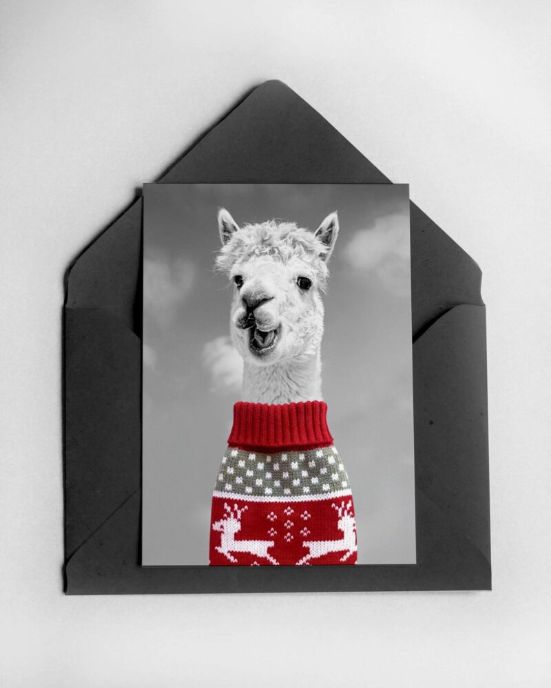 Christmas Card – Alpaca - Chelsea Chelsea