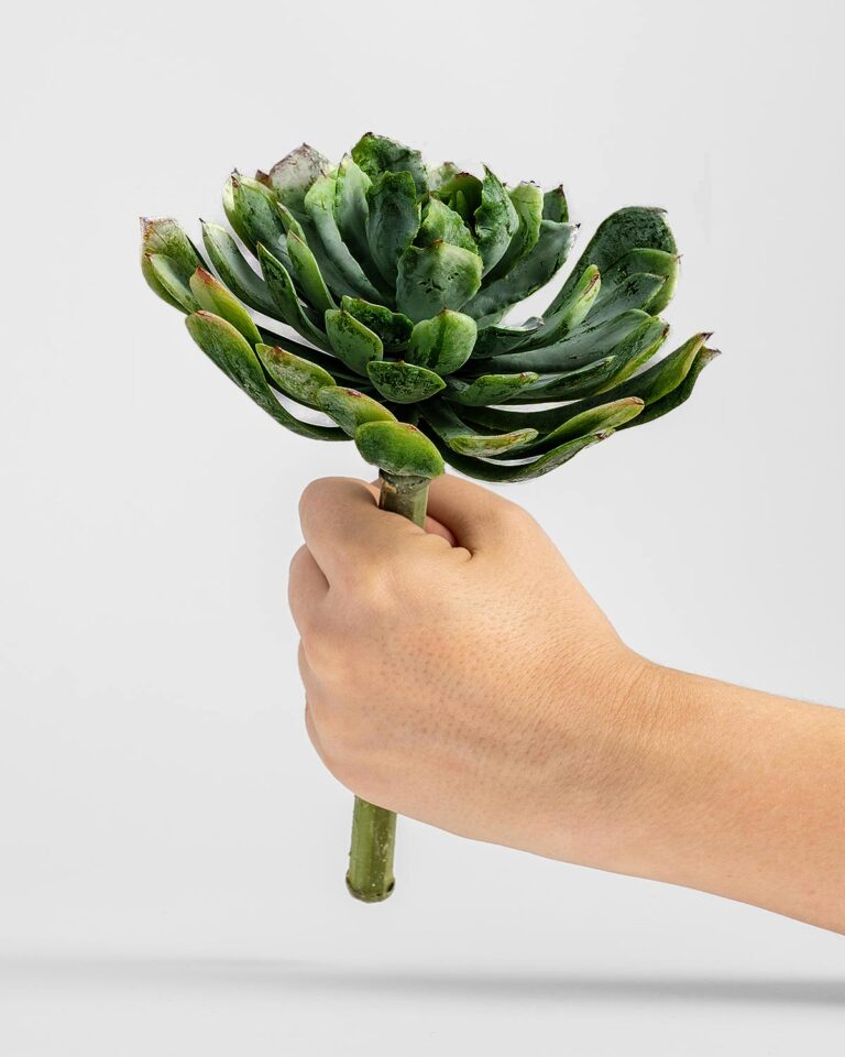 Artificial Plants - Chelsea Chelsea