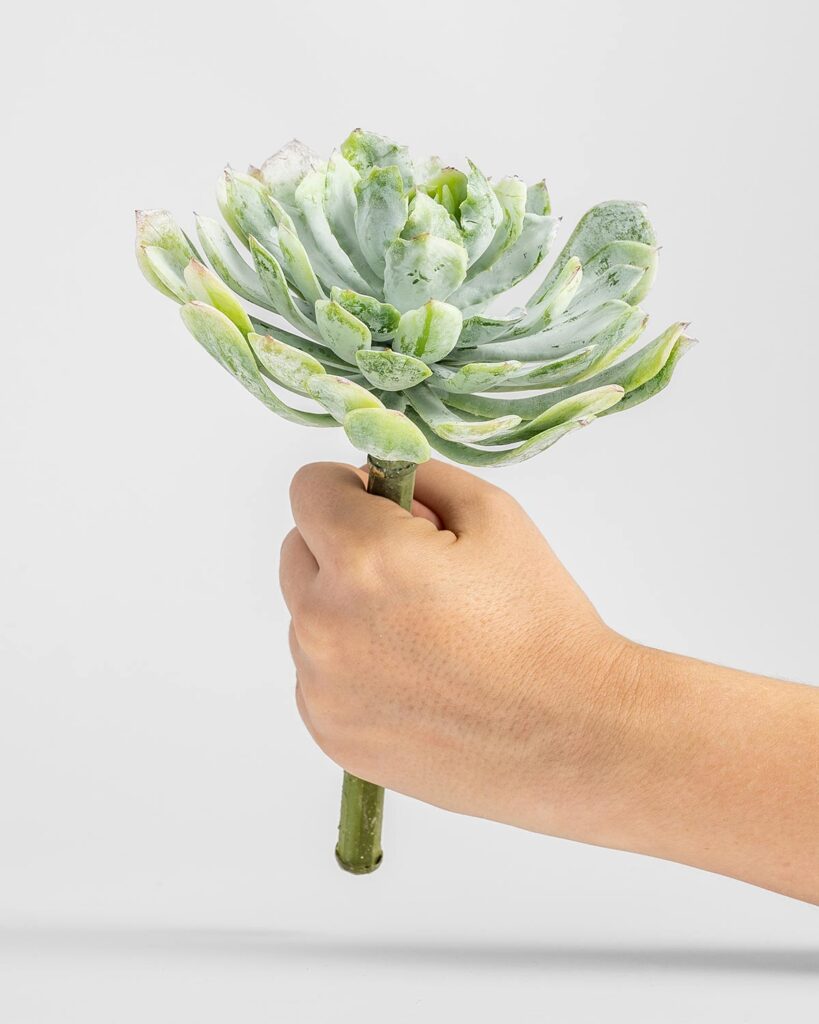Artificial Cabbage Succulent - Chelsea Chelsea