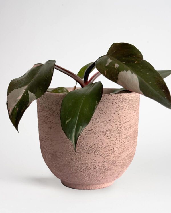 Pots & Planters - Page 7 of 9 - Chelsea Chelsea