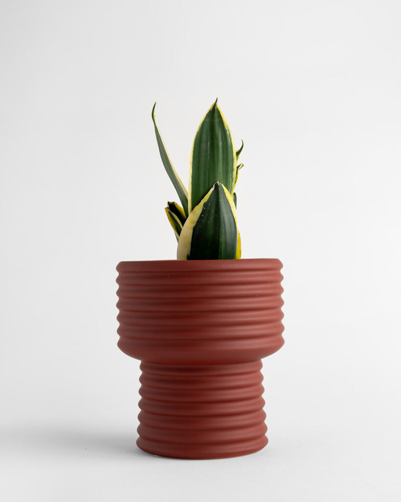 Indoor Planters & Plant Decor • Chelsea Chelsea